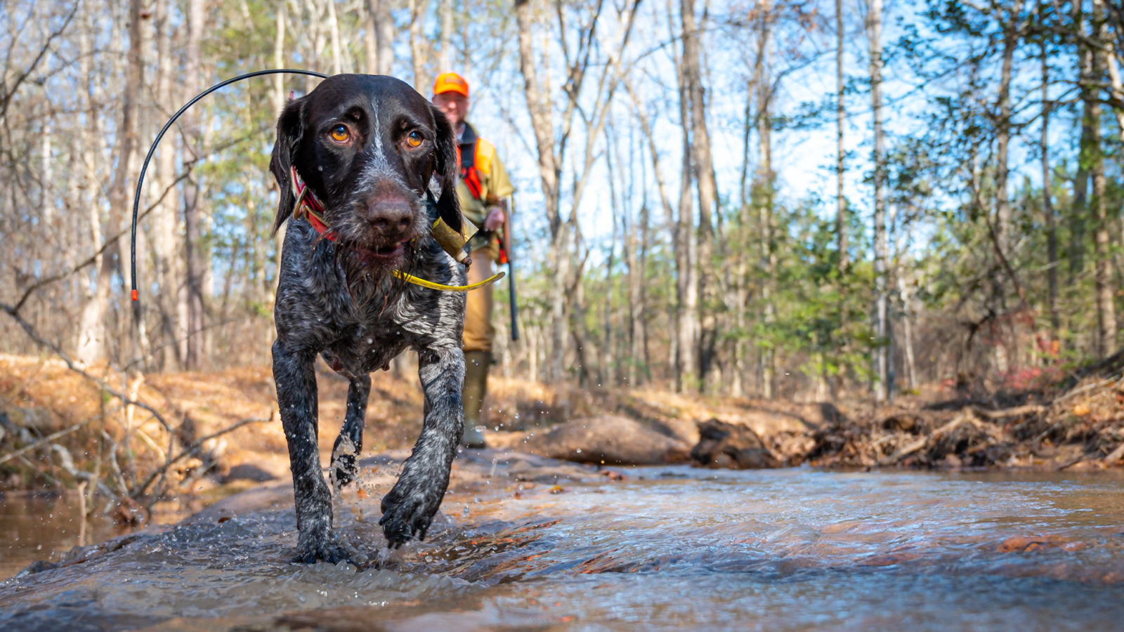 A Club for the Do-It-All Bird Dog – Garden & Gun