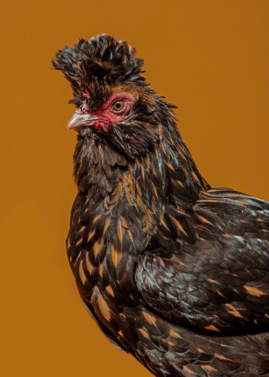 These Are Some of the Rarest Chickens You’ll Ever See