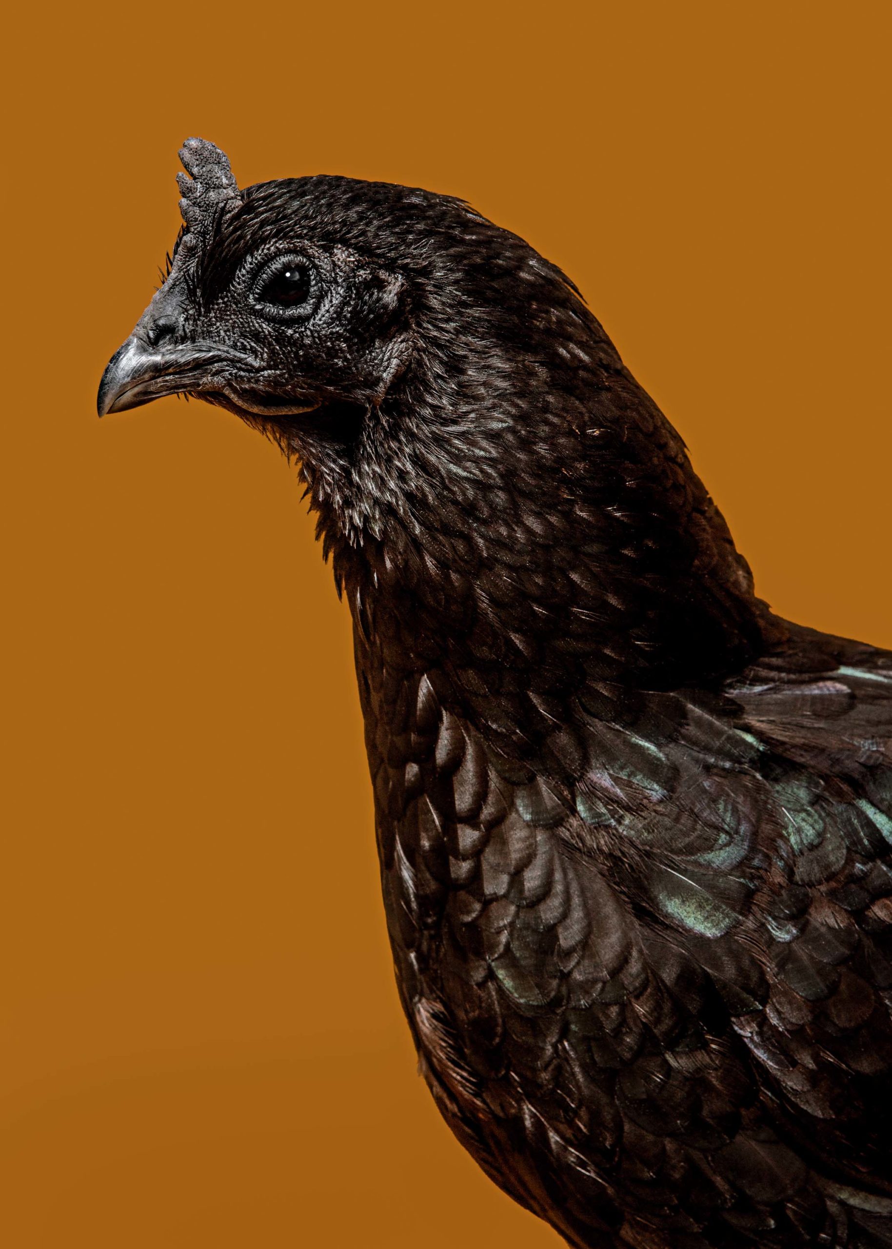 These Are Some of the Rarest Chickens You’ll Ever See