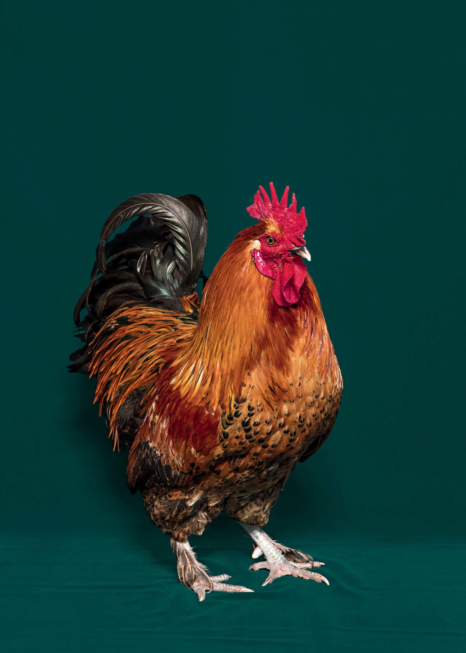 These Are Some of the Rarest Chickens You’ll Ever See