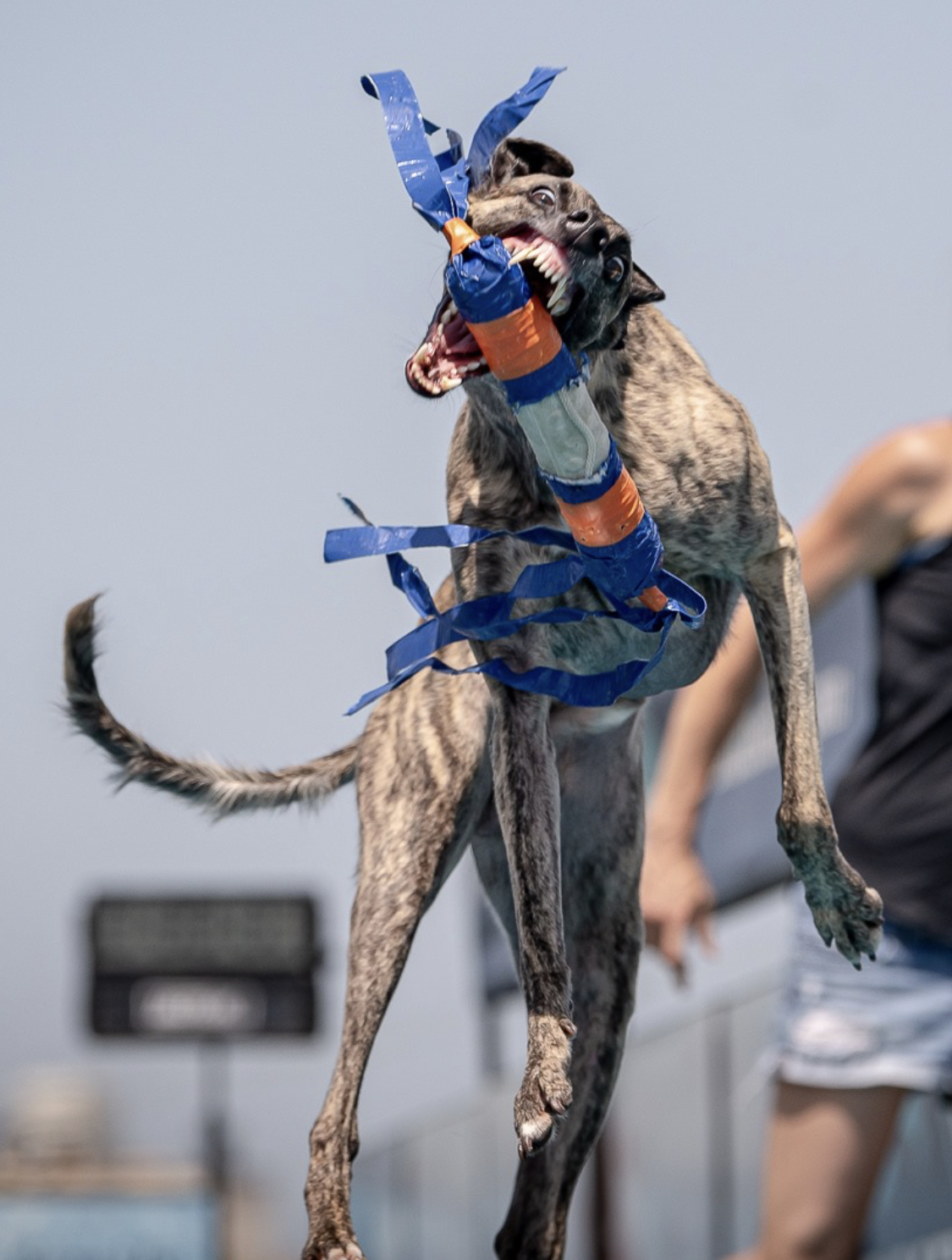 Watch Out for the Whippets – Garden & Gun