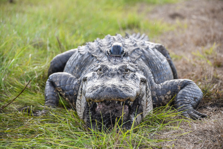 Why Are These Alligators Wearing Top Hats? – Garden & Gun