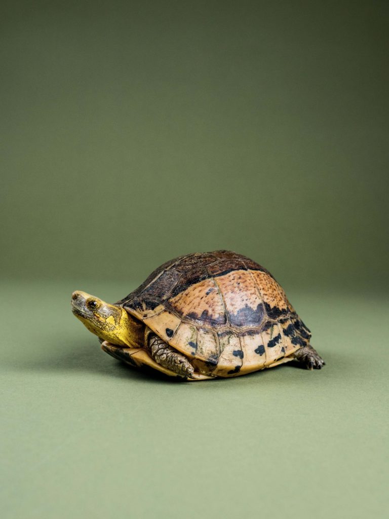 A Noah’s Ark for Rare Turtles – Garden & Gun