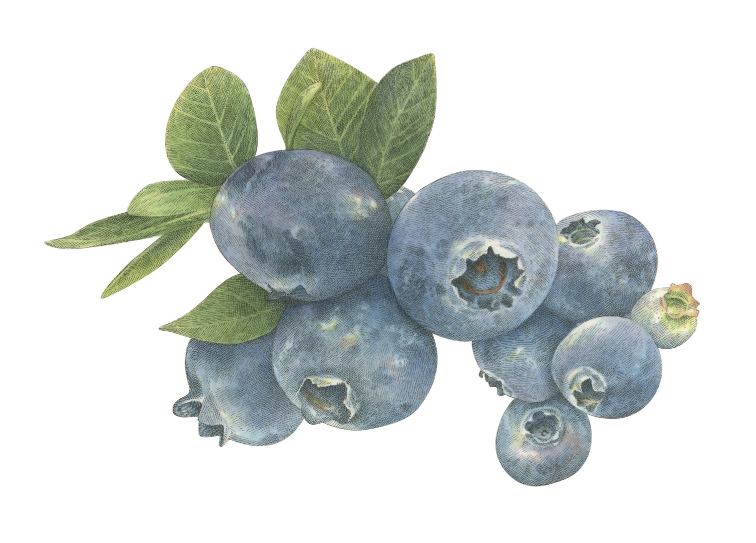 What Goes Best with Blueberries? Pretty Much Everything – Garden & Gun