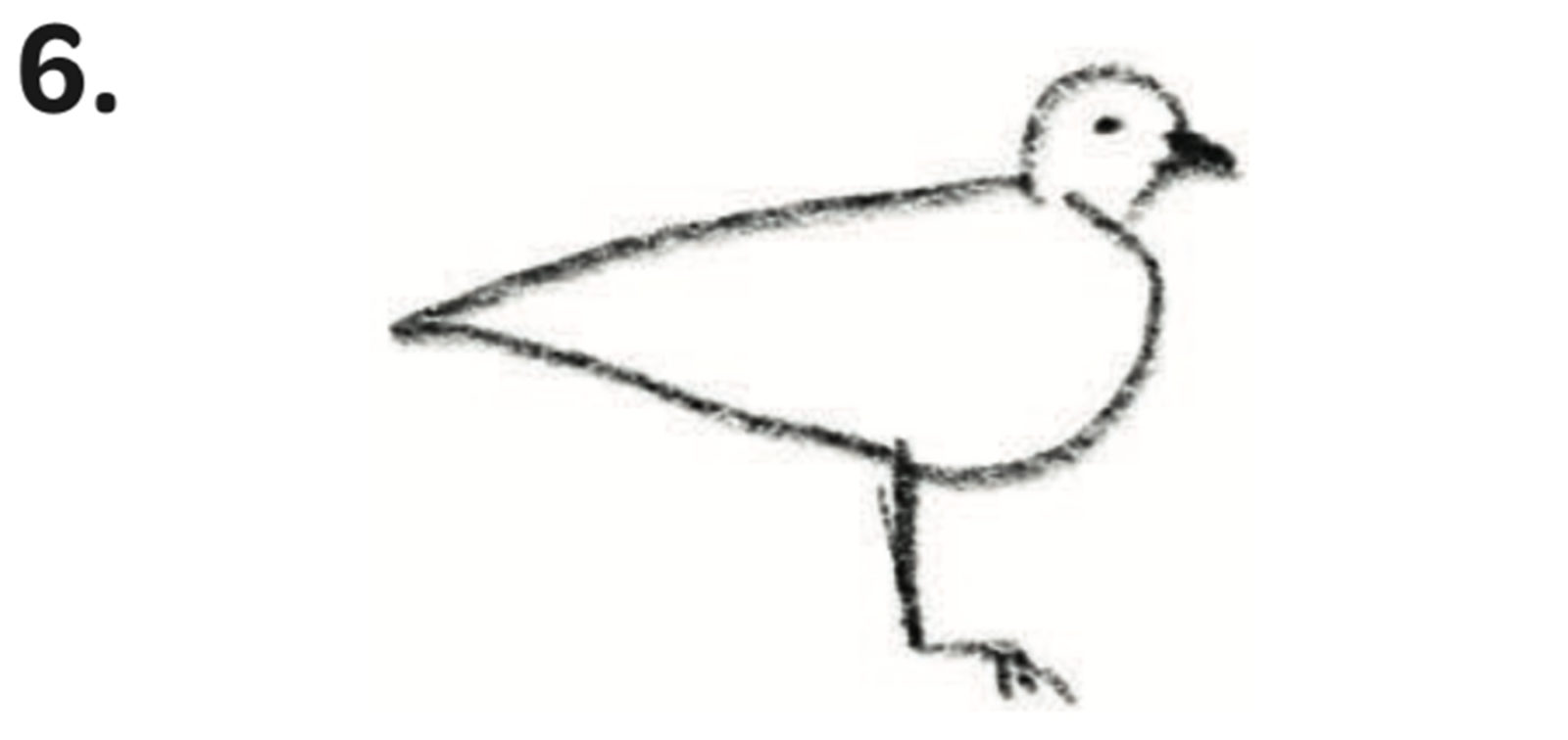 How to Draw a Shorebird – Garden & Gun