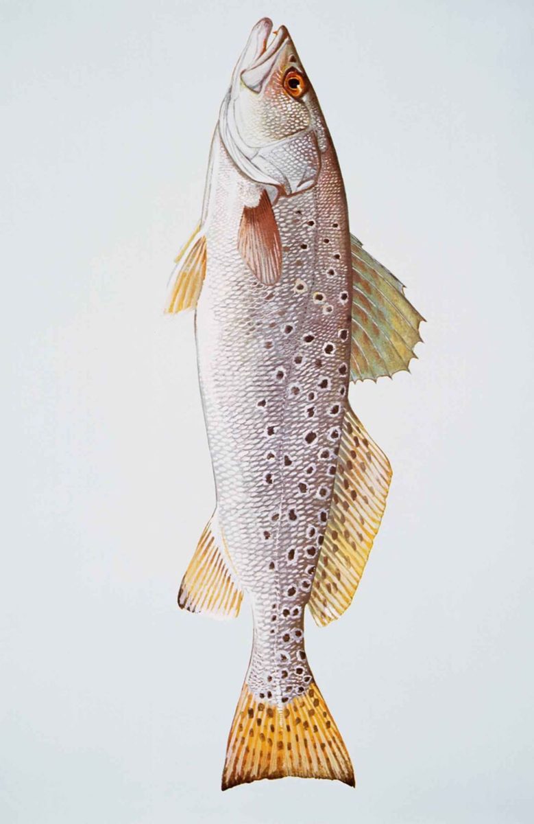 For the Best Trout Fishing, Follow Your Nose – Garden & Gun