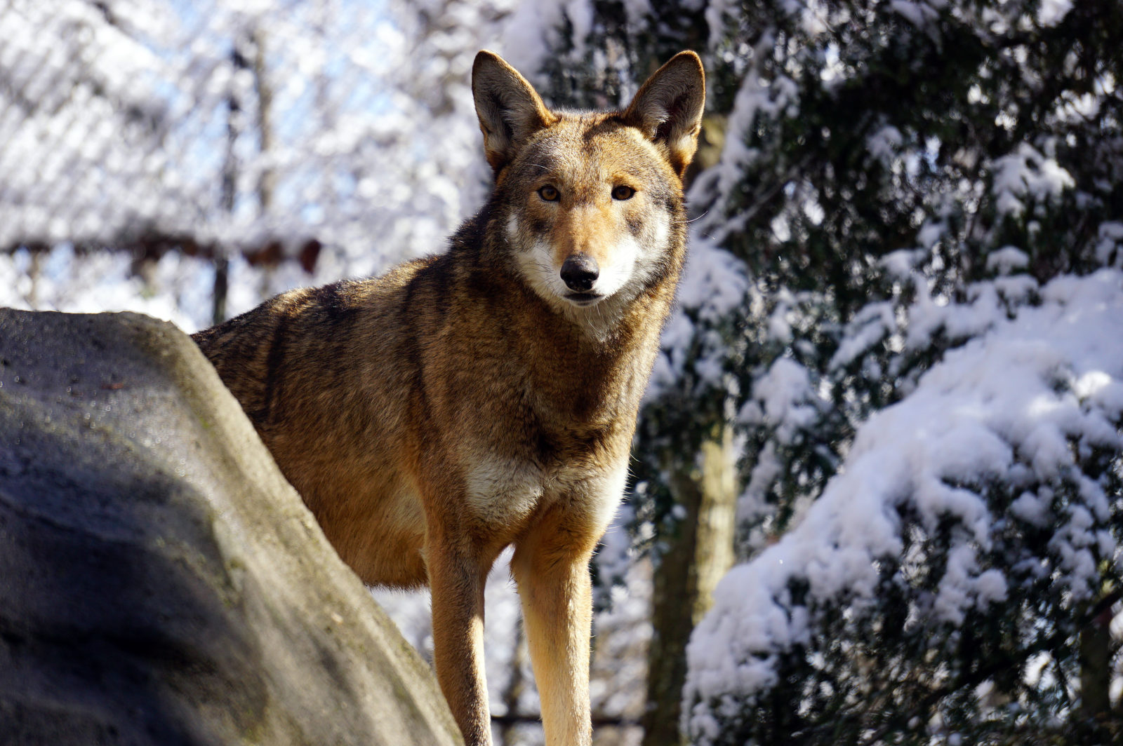 How the North Carolina Zoo Looks After Red Wolf Puppies – Garden & Gun