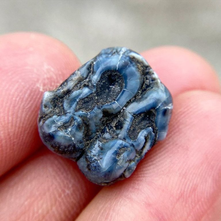 An Expert’s Guide to Finding Shark Teeth – Garden & Gun