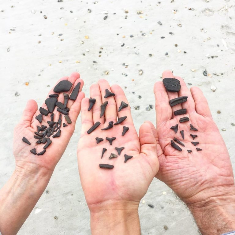 An Expert’s Guide to Finding Shark Teeth – Garden & Gun