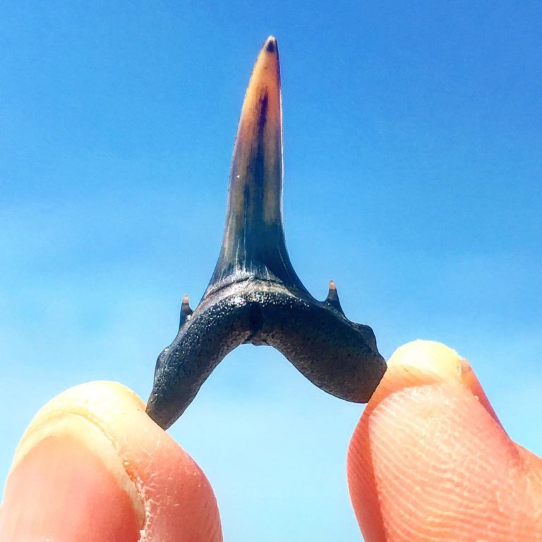 An Expert’s Guide to Finding Shark Teeth – Garden & Gun