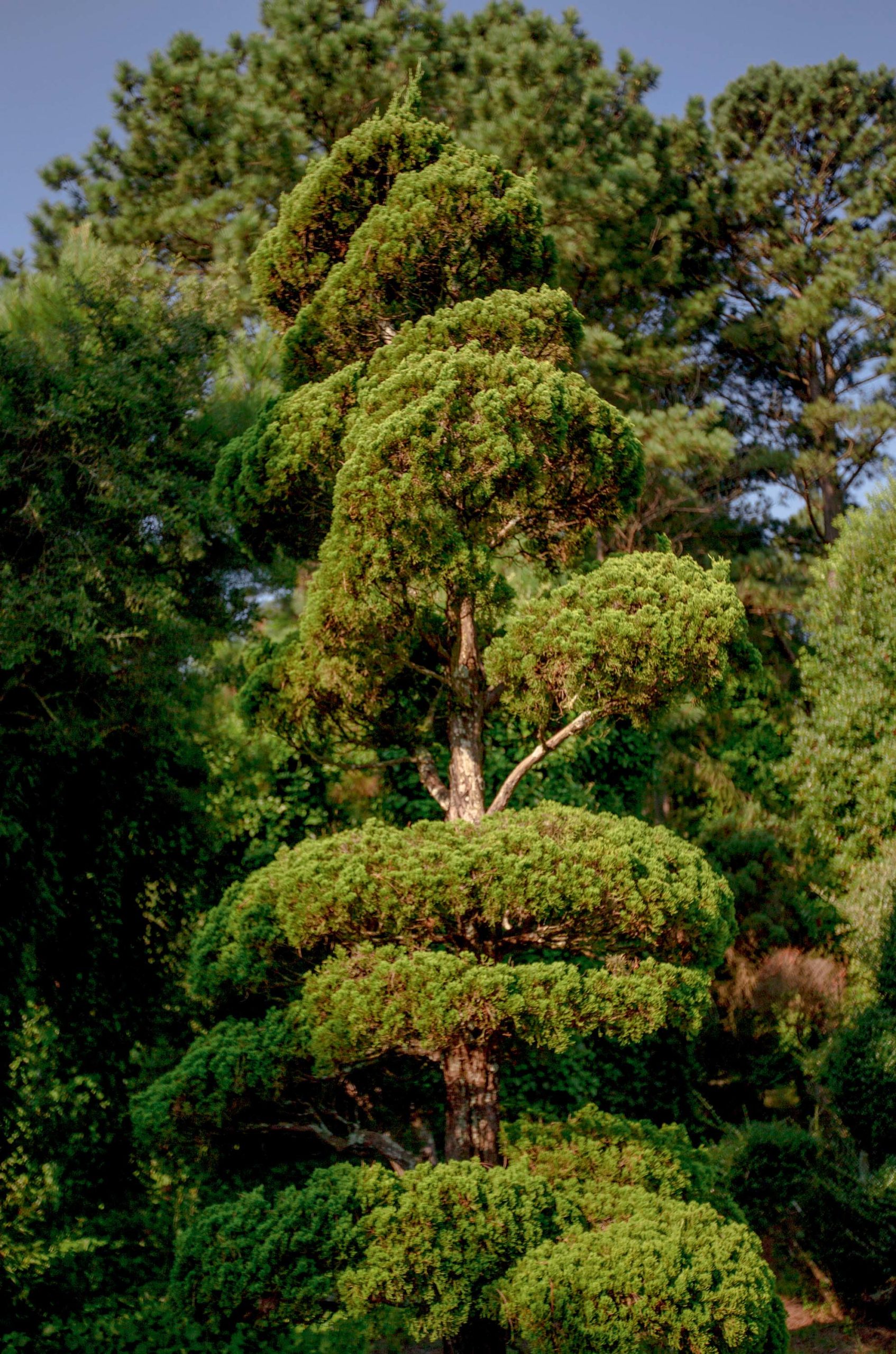 Seeking Solace in Pearl Fryar's Topiary Garden – Garden & Gun