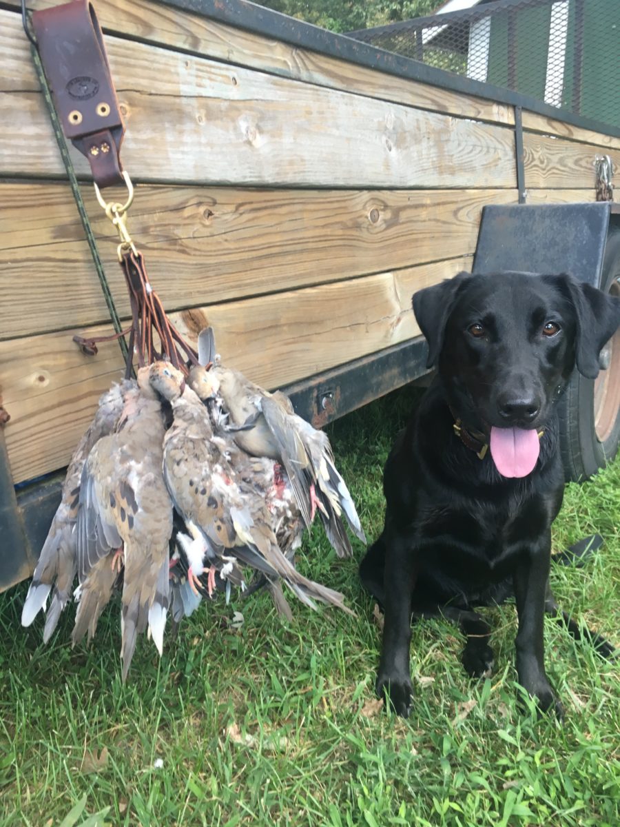 Three Rules for the Dove Field – Garden & Gun