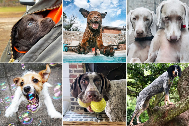 Meet the Winners of the 2020 Good Dog Photo Contest – Garden & Gun