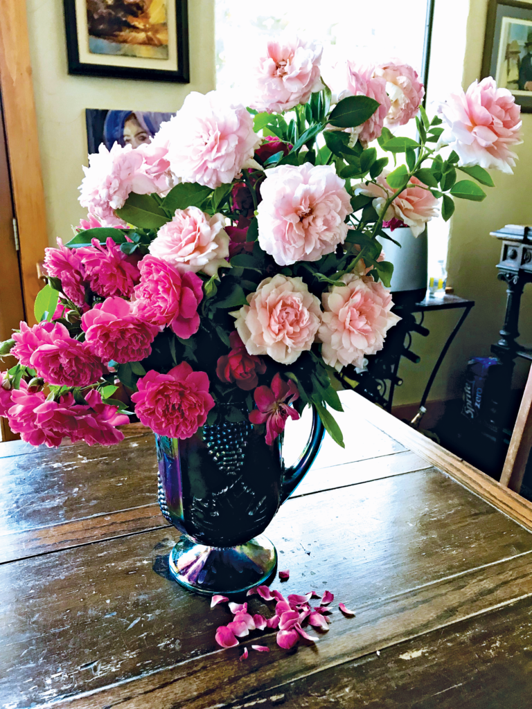 Three Gorgeous Roses for Your Southern Garden – Garden & Gun