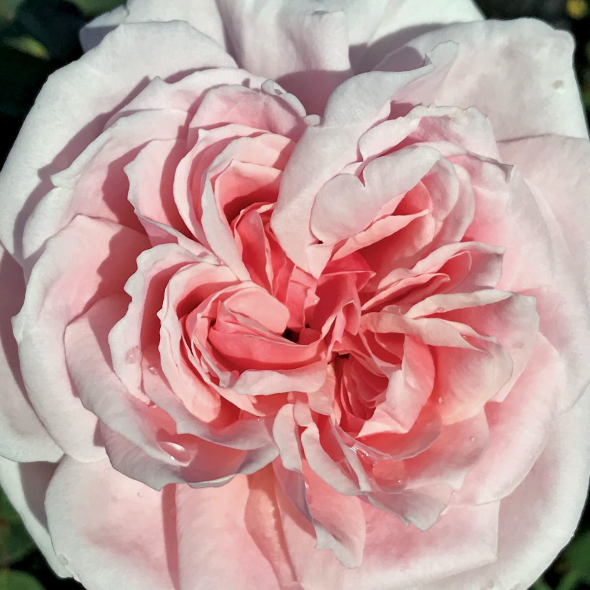 Three Gorgeous Roses for Your Southern Garden – Garden & Gun