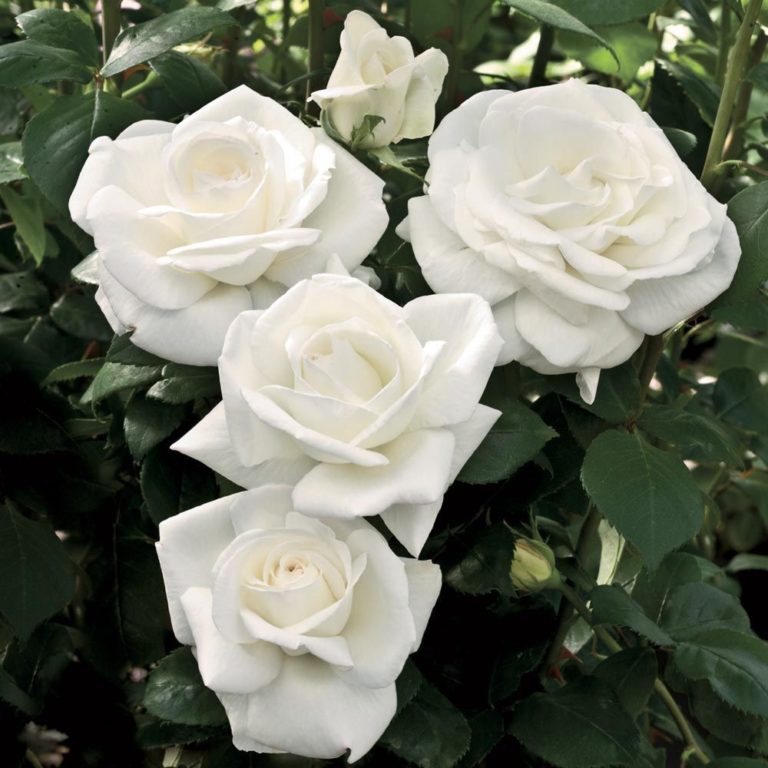 Three Gorgeous Roses for Your Southern Garden – Garden & Gun