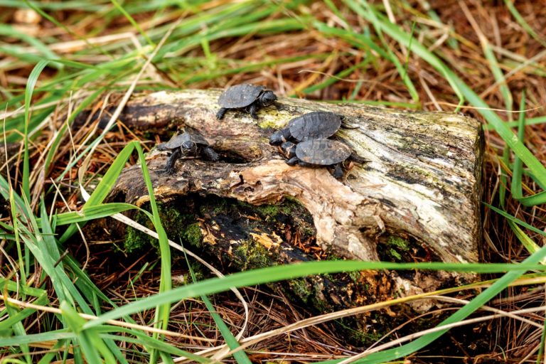 Saving the South’s Tiniest and Rarest Turtles – Garden & Gun