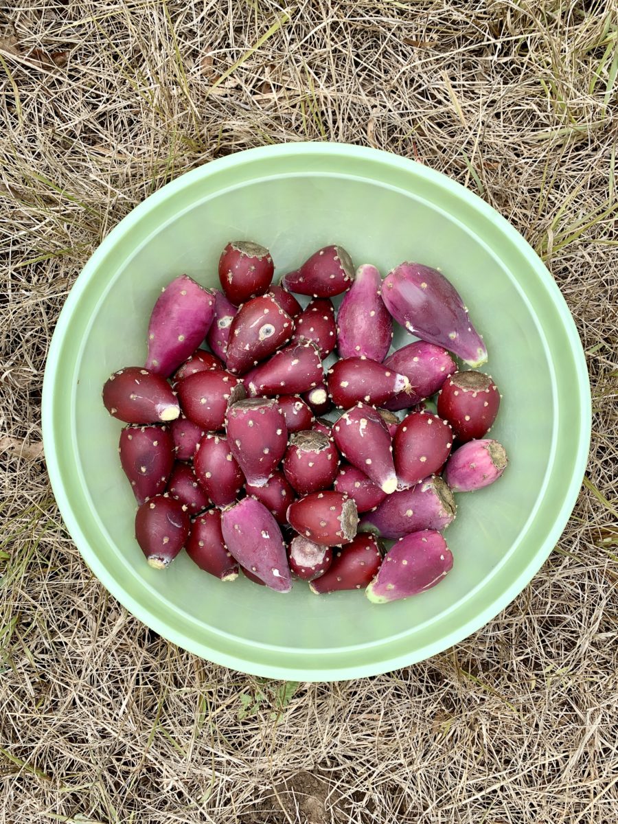 What to Do with Prickly Purple Cactus Pears – Garden & Gun