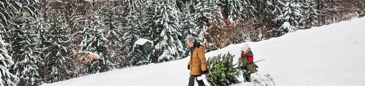 Bring Home a Wild Christmas Tree from a National Forest – Garden & Gun