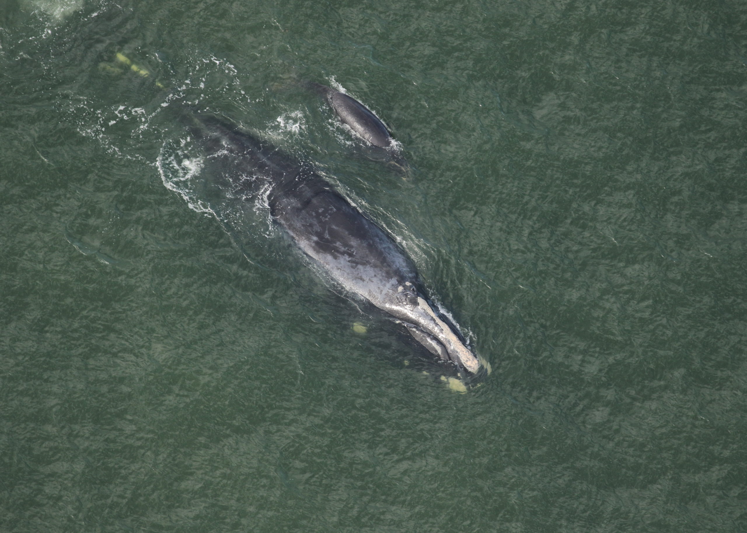 A Promising Winter for Right Whale Calves – Garden & Gun