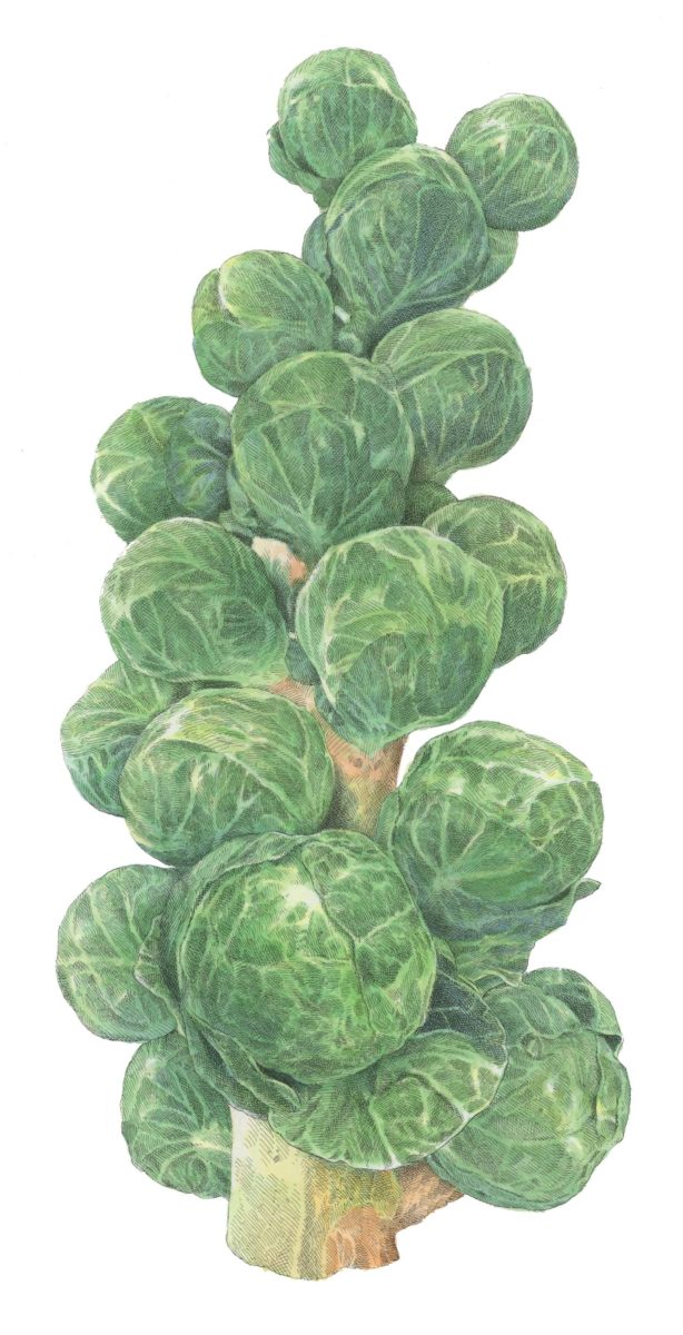 The Secret to Perfectly Crispy Brussels Sprouts – Garden & Gun