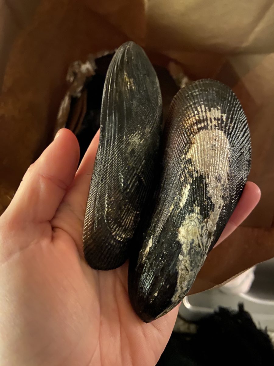 Quick and Savory Southern Mussels – Garden & Gun