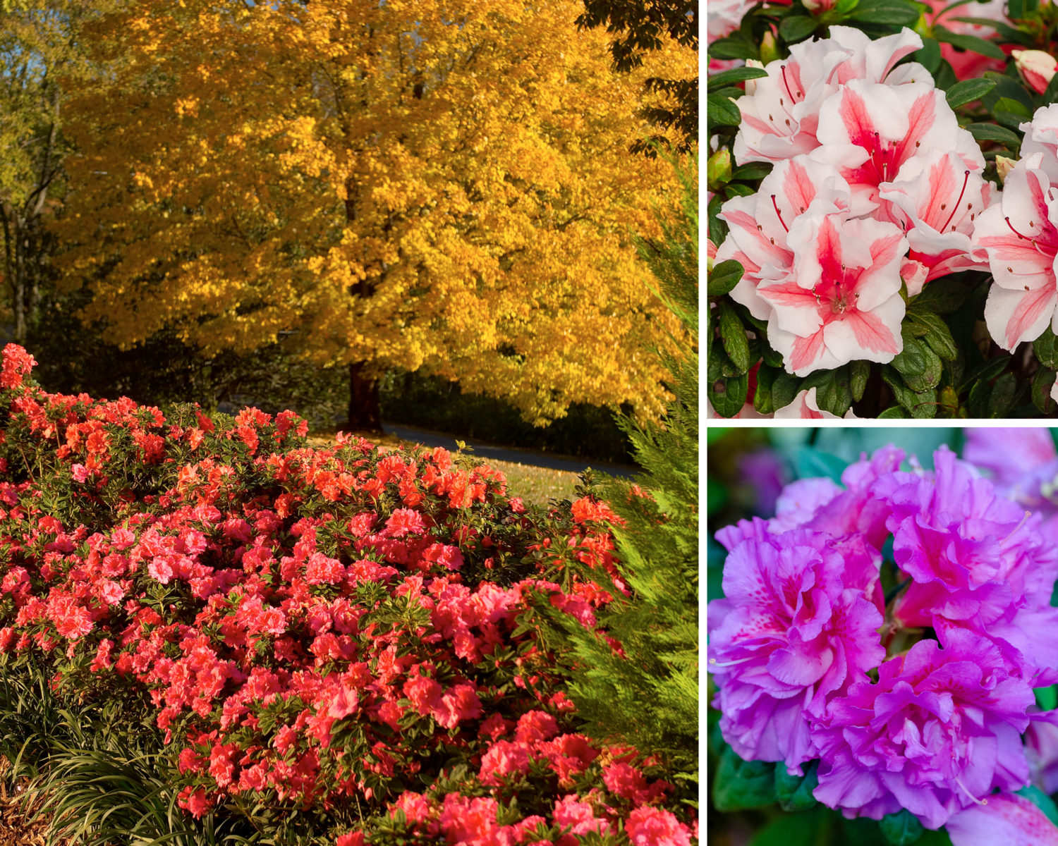 Azaleas Worthy of an Encore – Garden & Gun