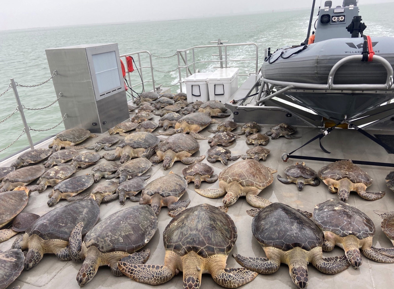 Cold-Stunned Sea Turtles in Texas Get a Helping Hand – Garden & Gun