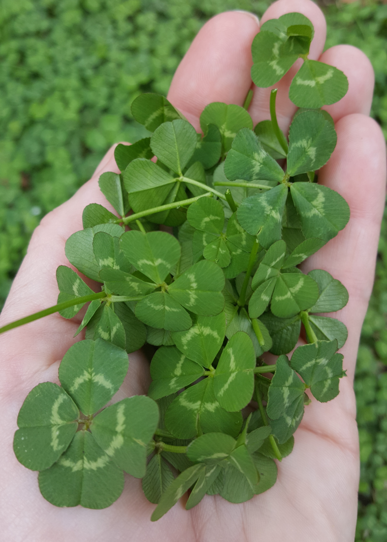 How To Find Four Leaf Clovers Garden Gun