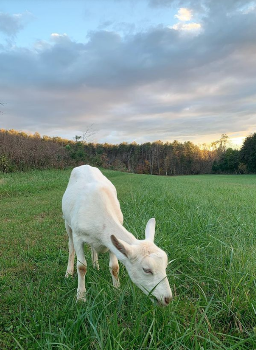 Here's Your Chance to Snuggle with Goats – Garden & Gun
