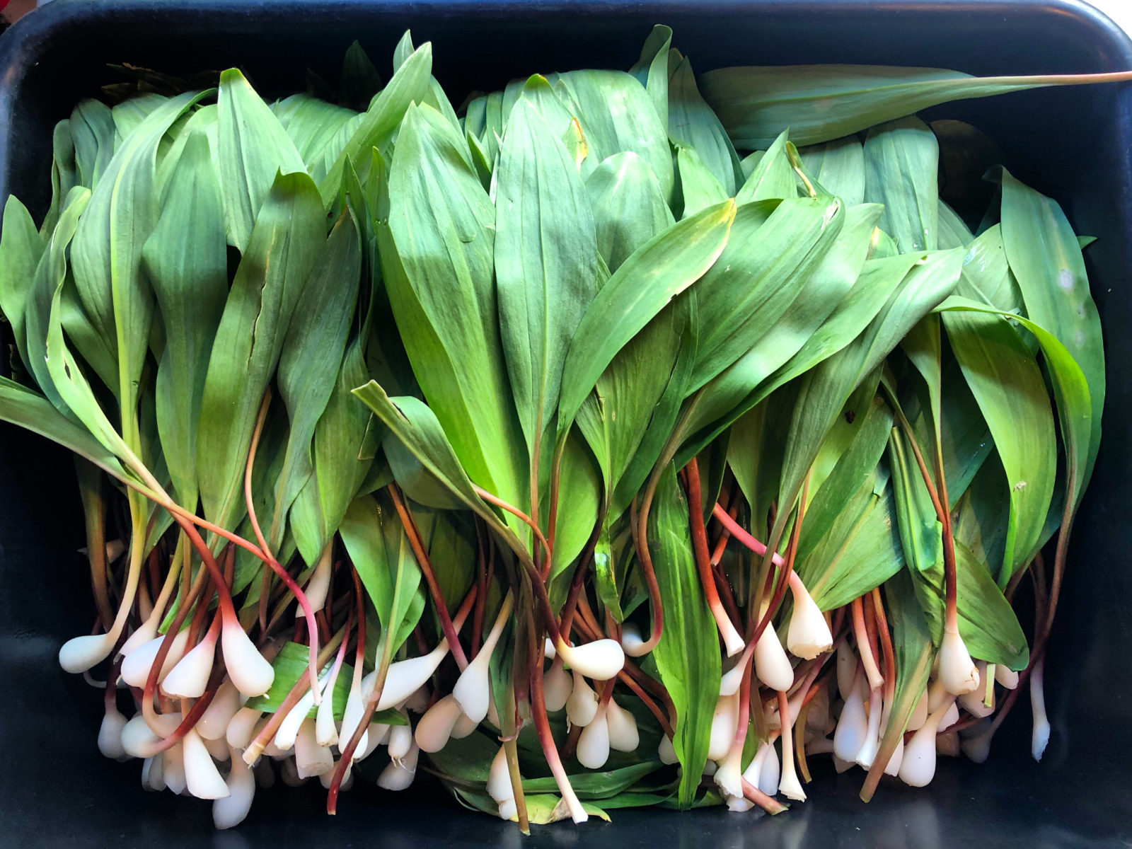 Tips for Finding Ramps—and Harvesting Them Sustainably – Garden & Gun