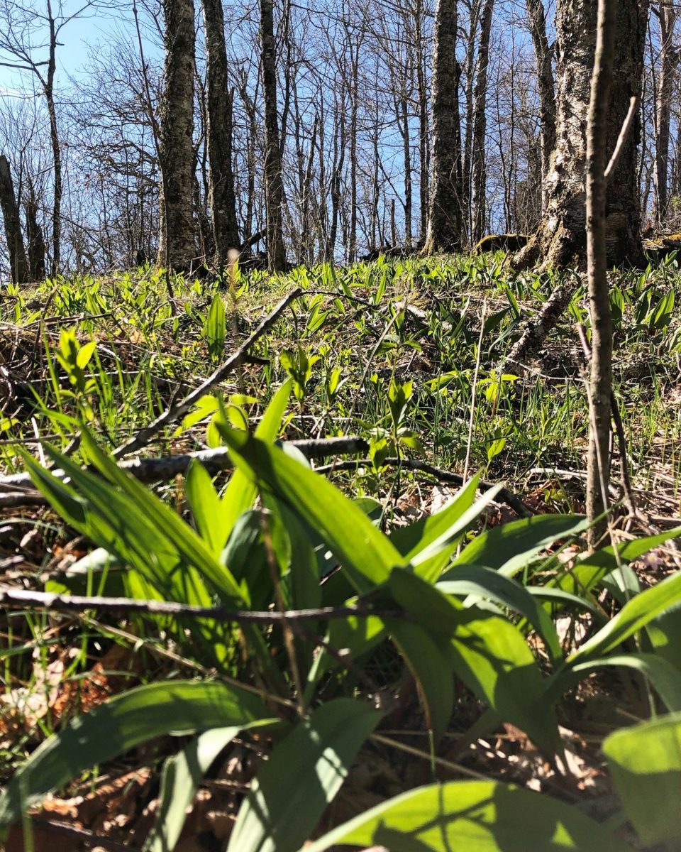 Tips for Finding Ramps—and Harvesting Them Sustainably – Garden & Gun