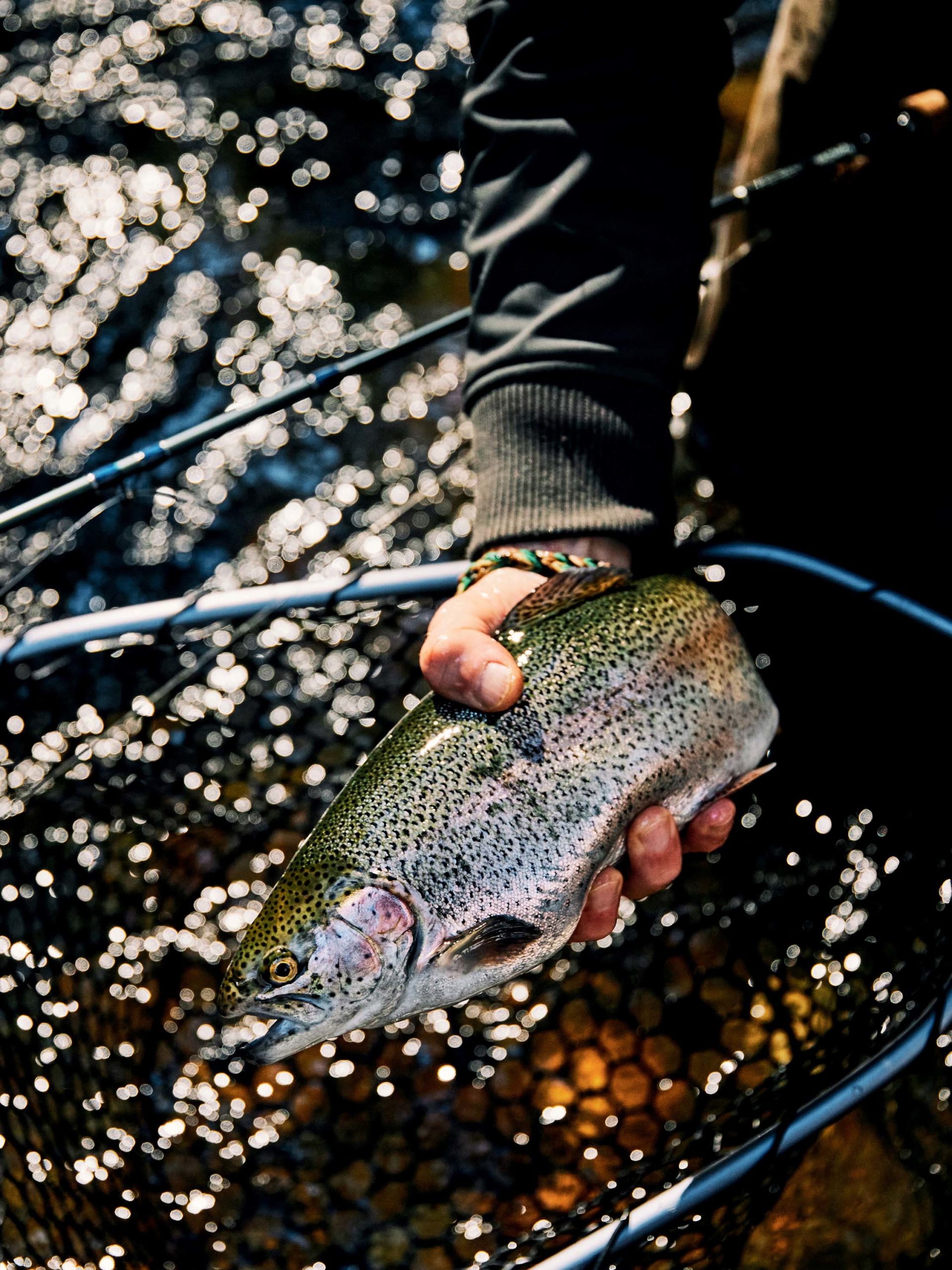 Searching for Monster Trout on Georgia's Soque River – Garden & Gun