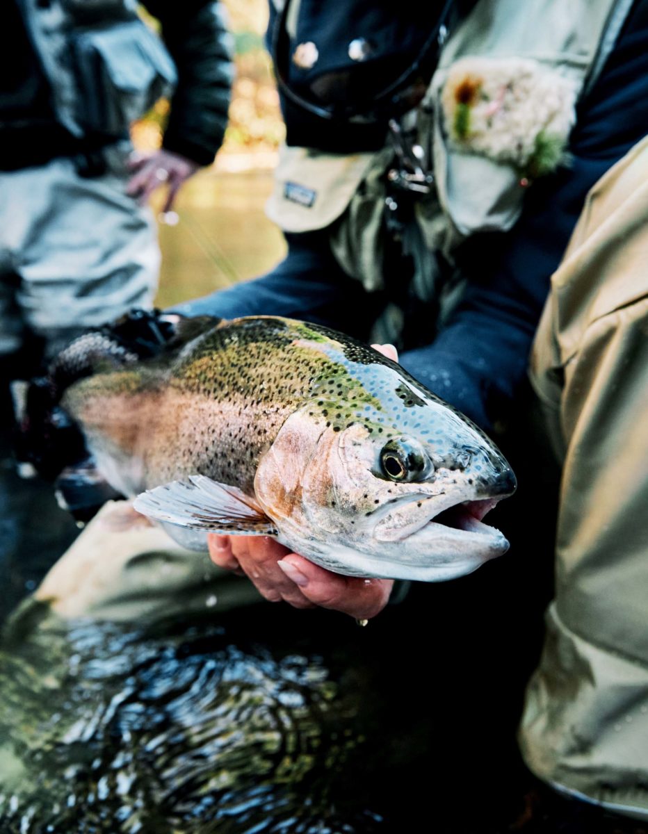 Searching for Monster Trout on Georgia's Soque River – Garden & Gun