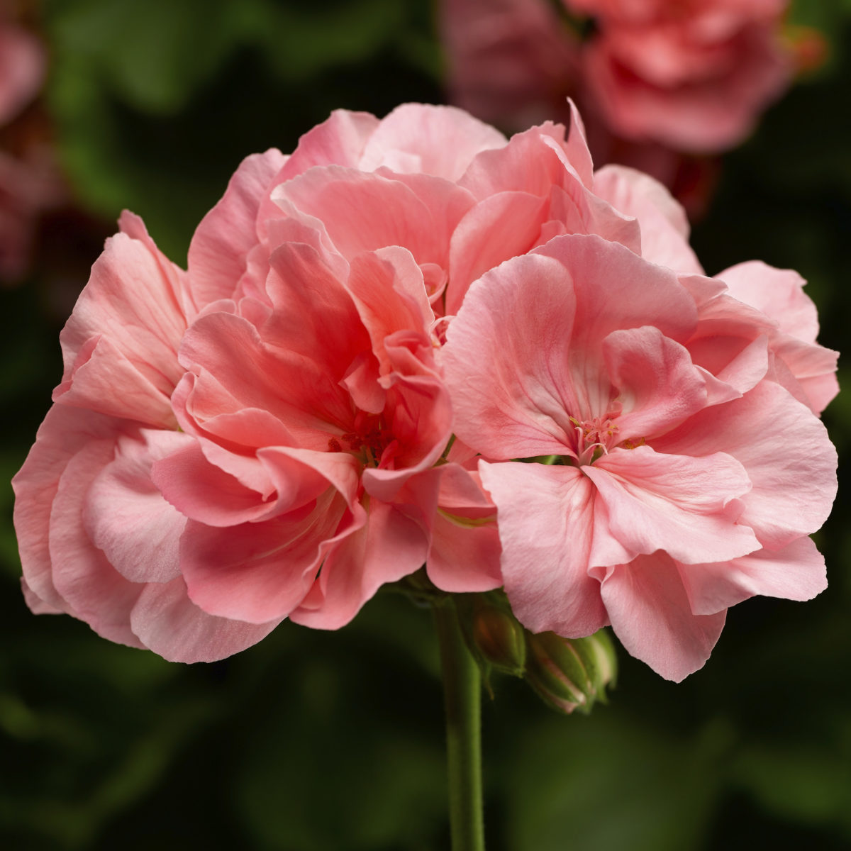The Care and Keeping of Geraniums – Garden & Gun