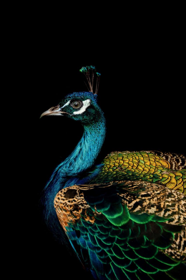 Peacocks in a Kaleidoscope of Color – Garden & Gun