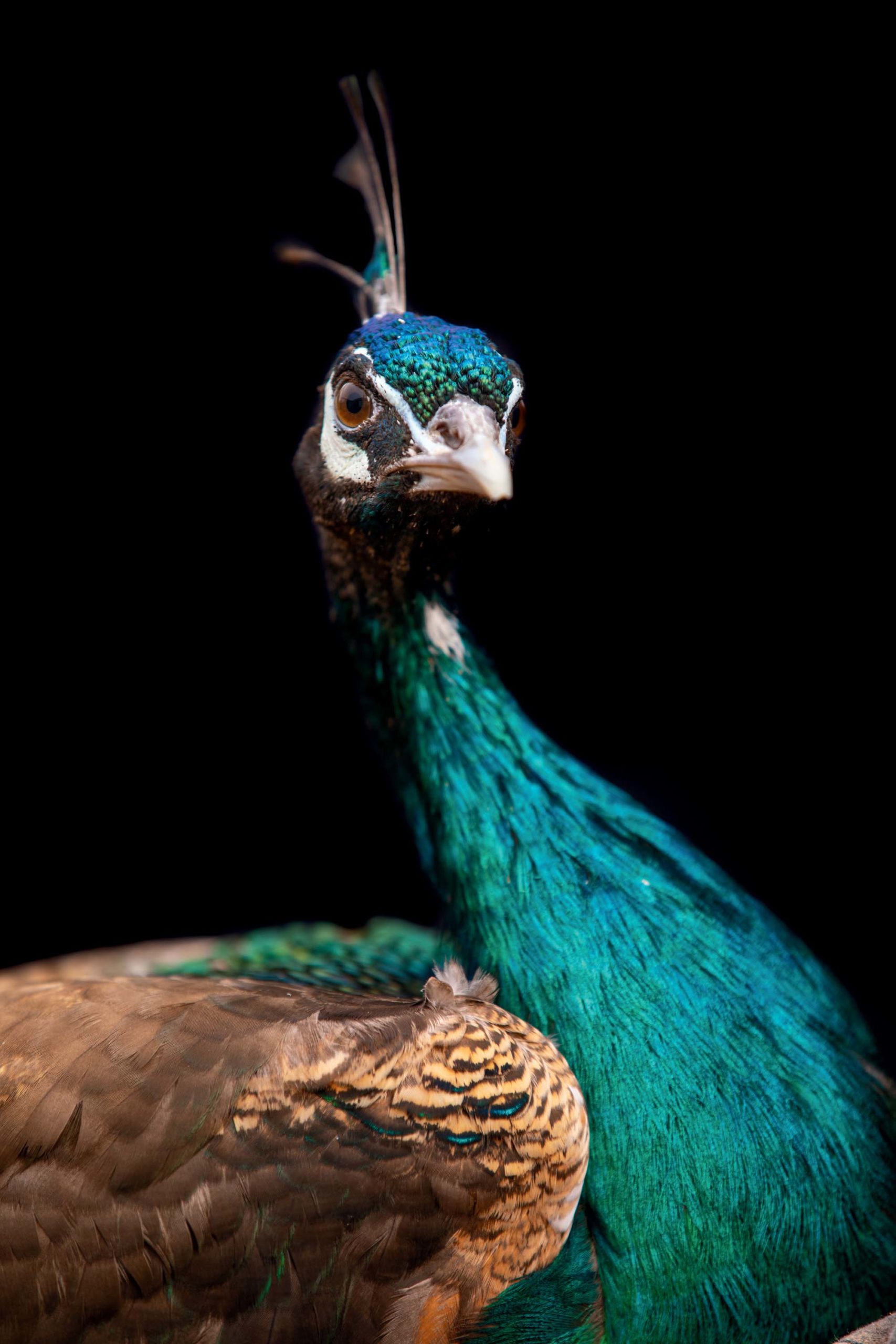 Peacocks in a Kaleidoscope of Color – Garden & Gun