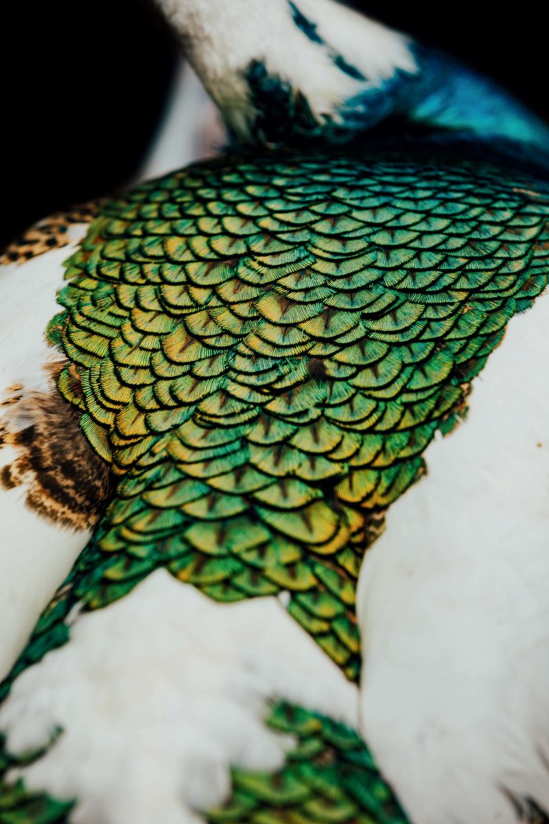 Peacocks in a Kaleidoscope of Color – Garden & Gun