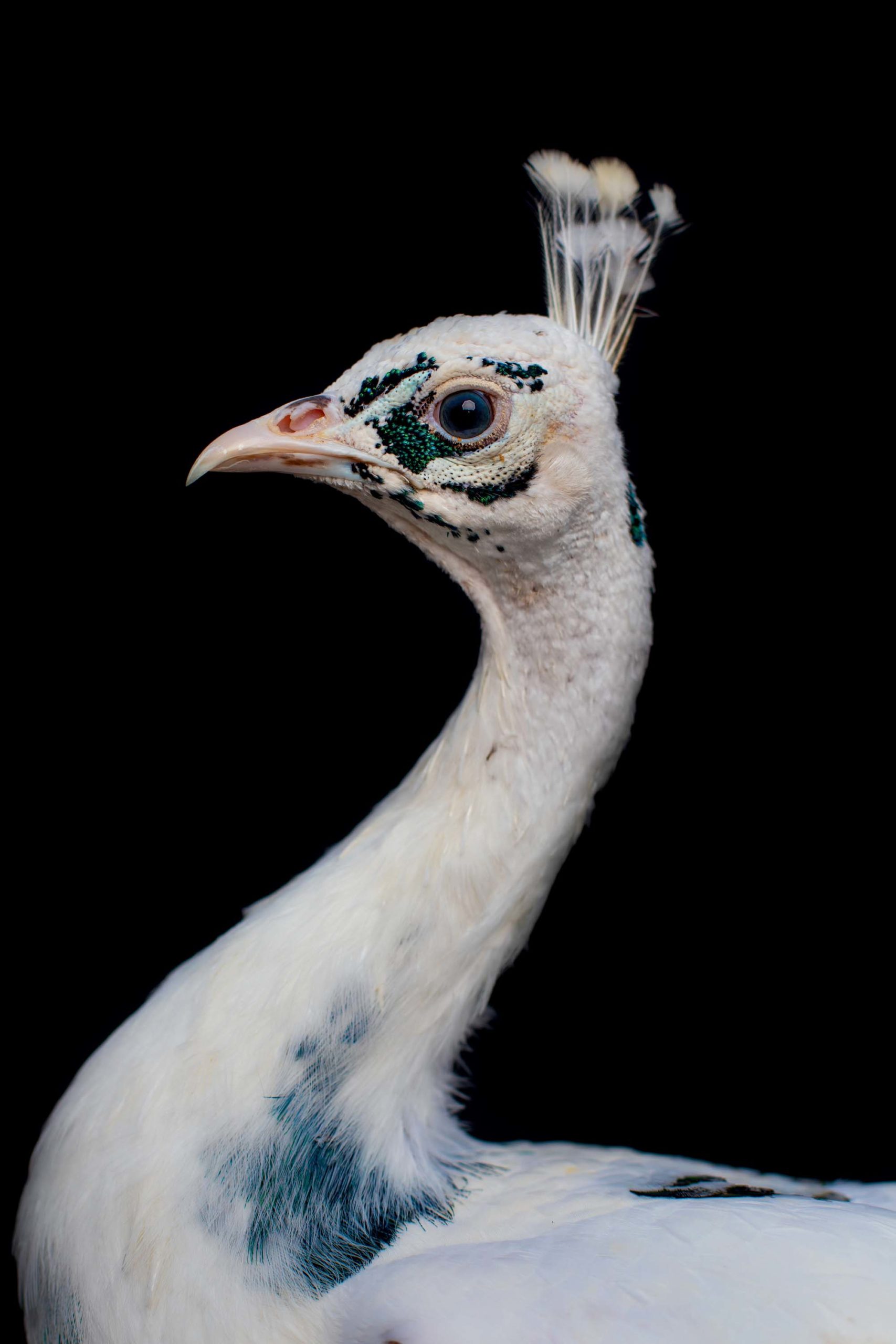 Peacocks in a Kaleidoscope of Color – Garden & Gun