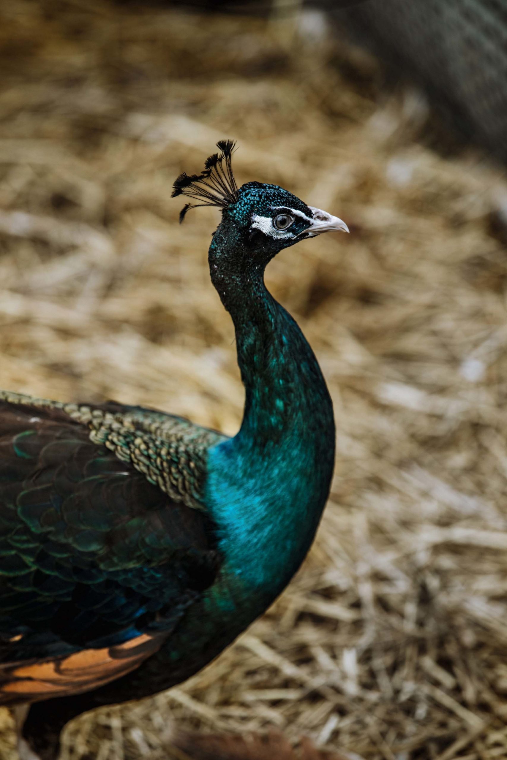 Peacocks in a Kaleidoscope of Color – Garden & Gun