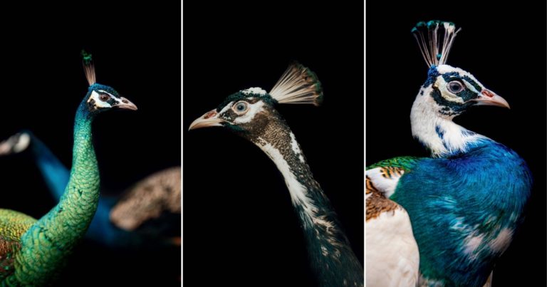 Peacocks in a Kaleidoscope of Color – Garden & Gun