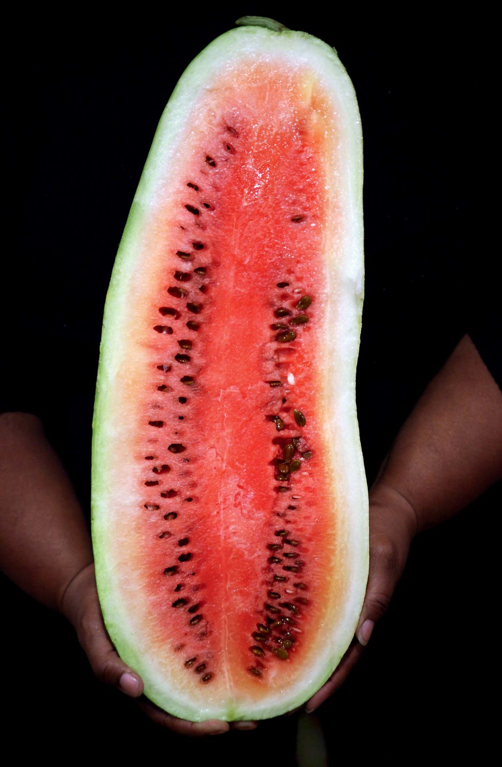 On the Hunt for Heirloom Watermelon – Garden & Gun