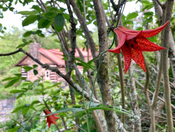 The Tiny Miracle of Gray’s Lily – Garden & Gun