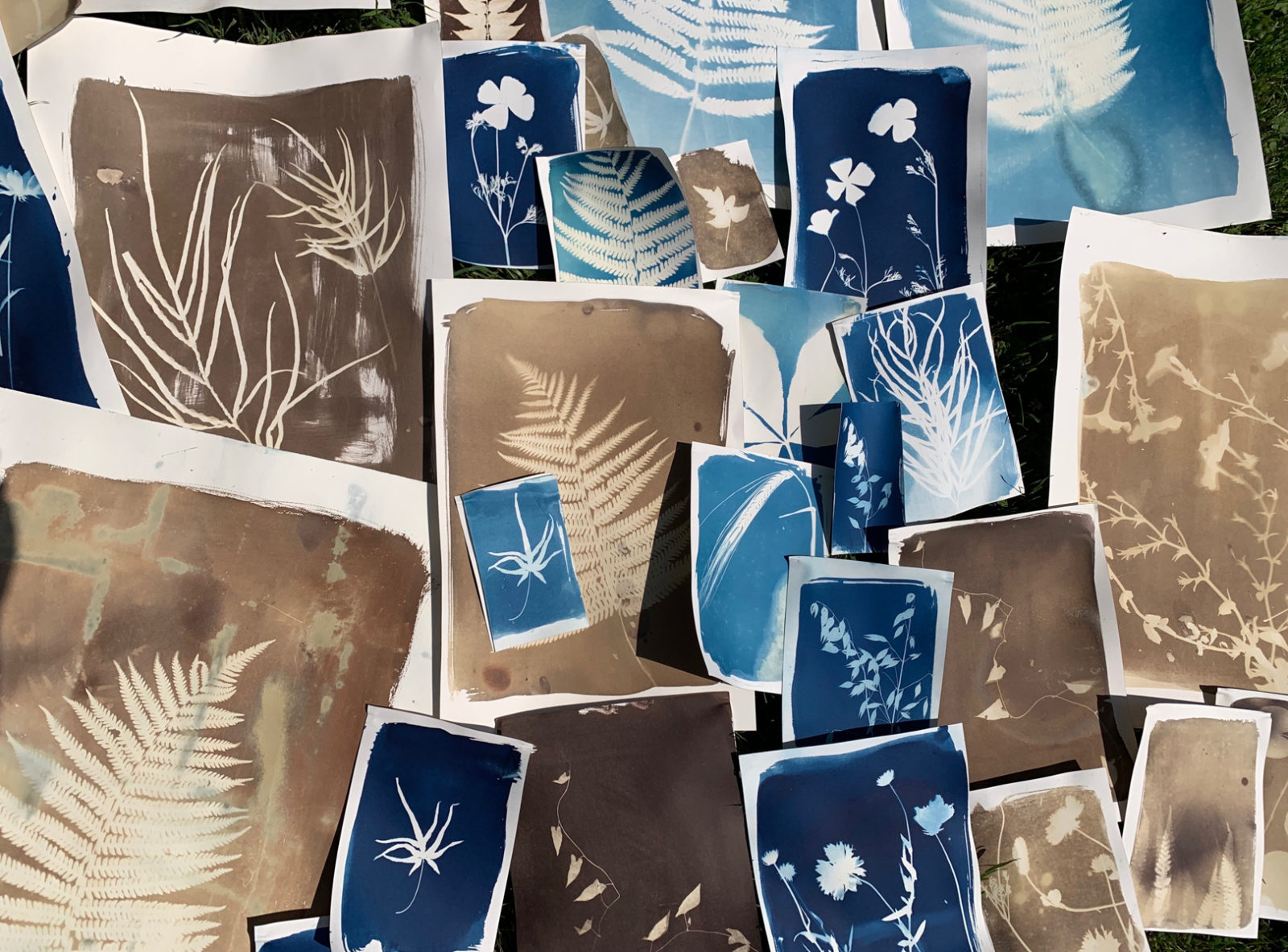 How to Make a Sun Print – Garden & Gun