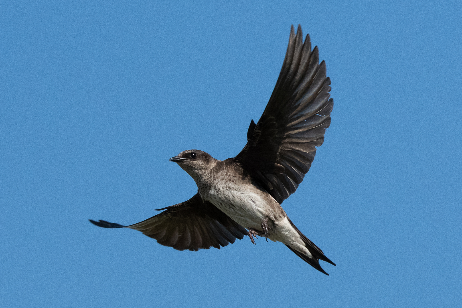 The Tiny Island Where Thousands of Purple Martins Fly – Garden & Gun