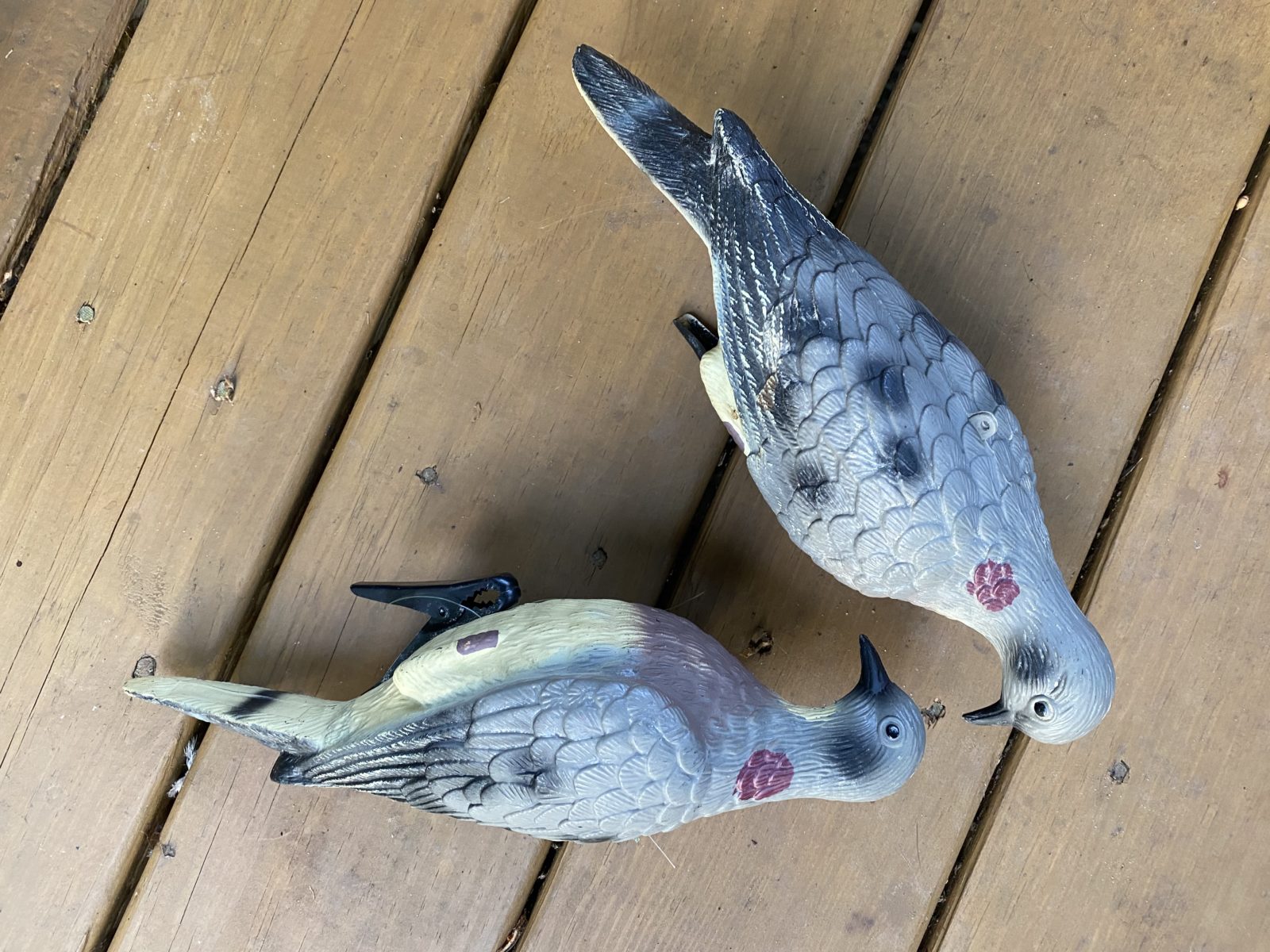 Watch Now: What’s in My Dove Bucket? – Garden & Gun