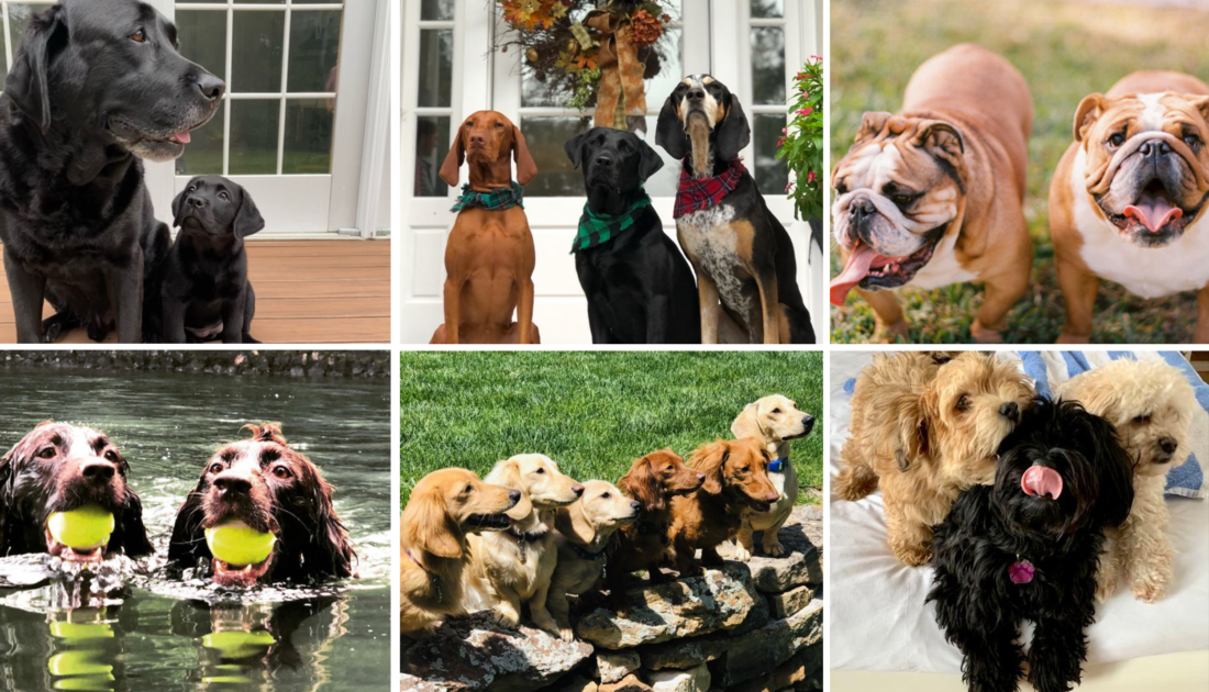 Good Dogs, Best Buddies – Garden & Gun