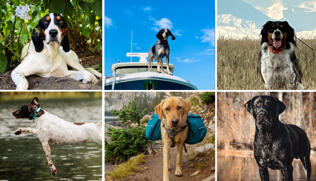 Good Dogs in the Great Outdoors – Garden & Gun