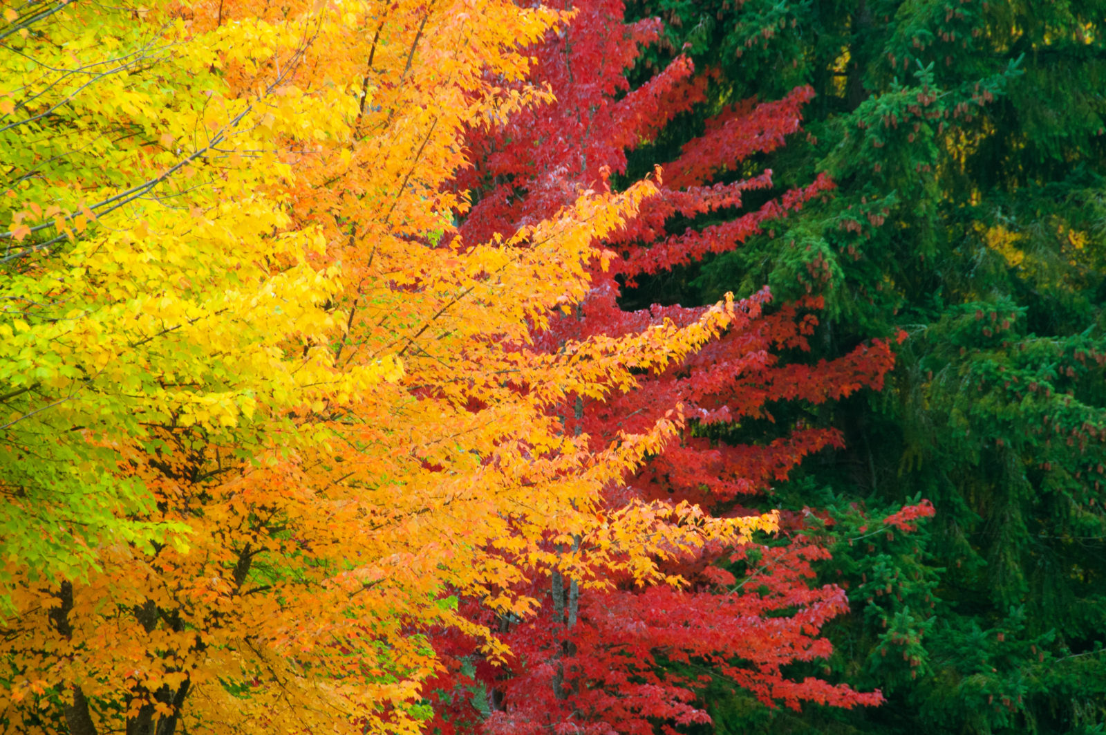 Why Do Leaves Change Color Garden Gun