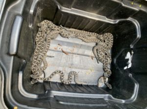 See a Rare Litter of Eastern Diamondback Rattlesnakes – Garden & Gun